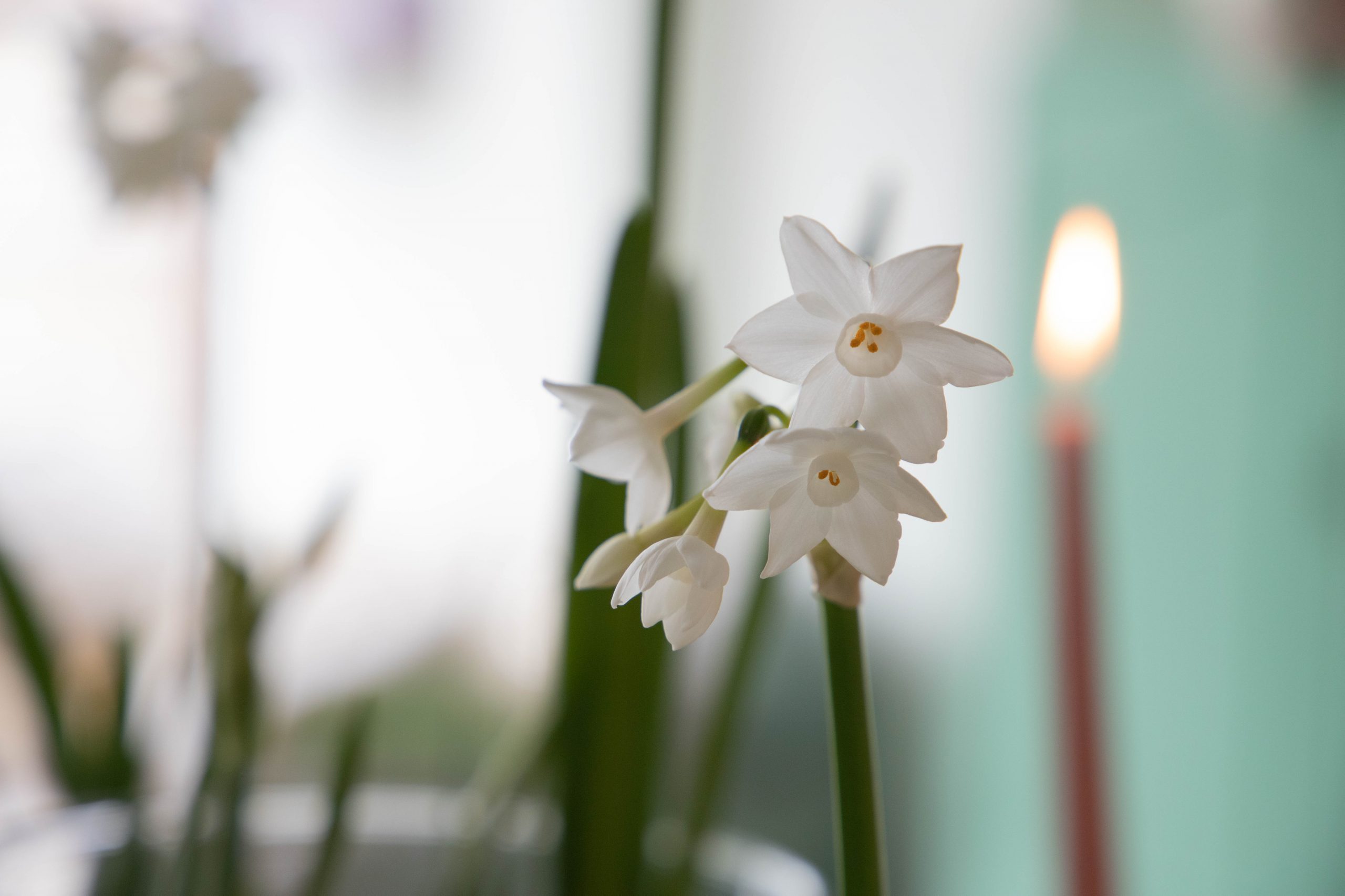 Lotts and Lots | Paperwhites