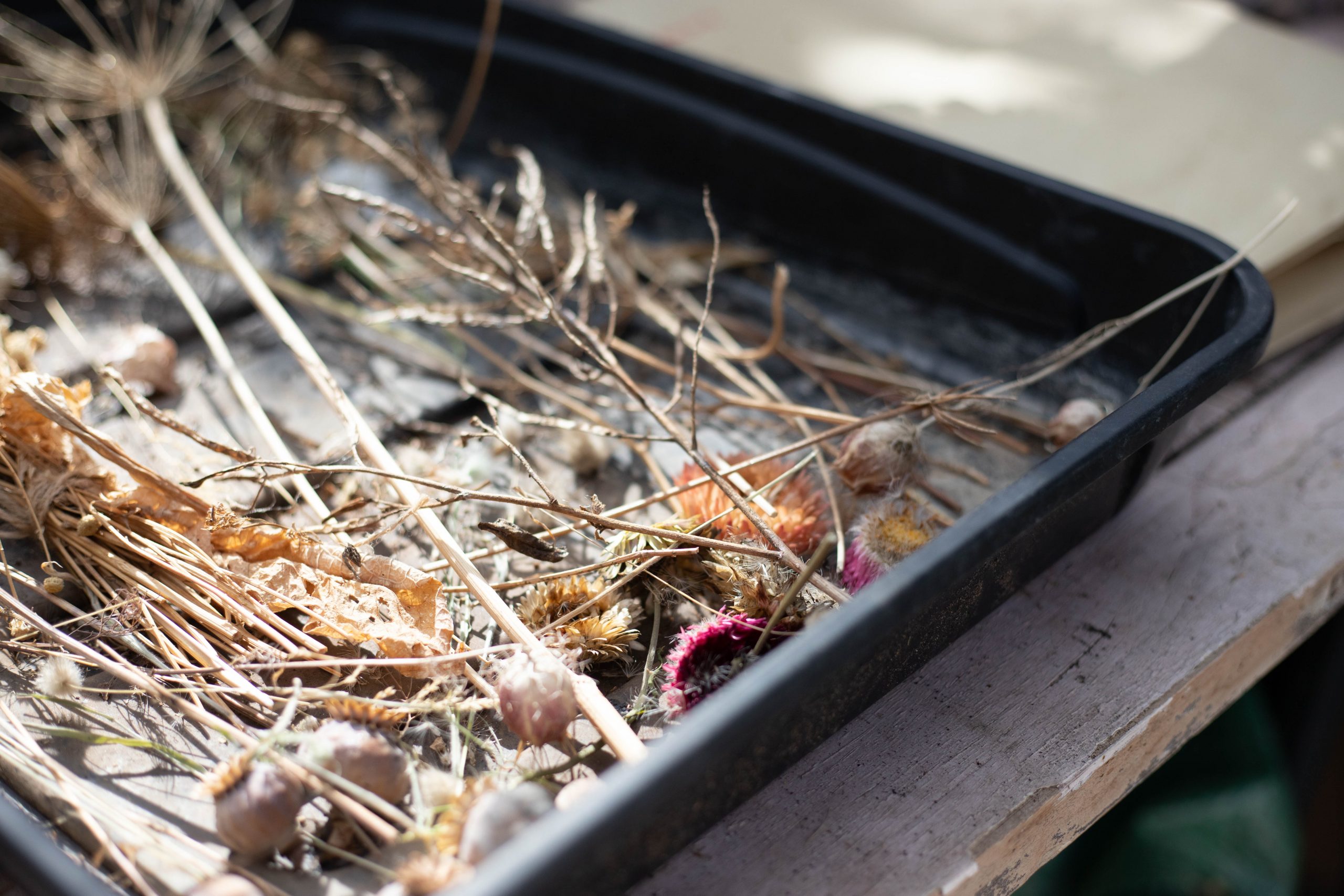 Lotts and Lots | Autumn Seed Sowing