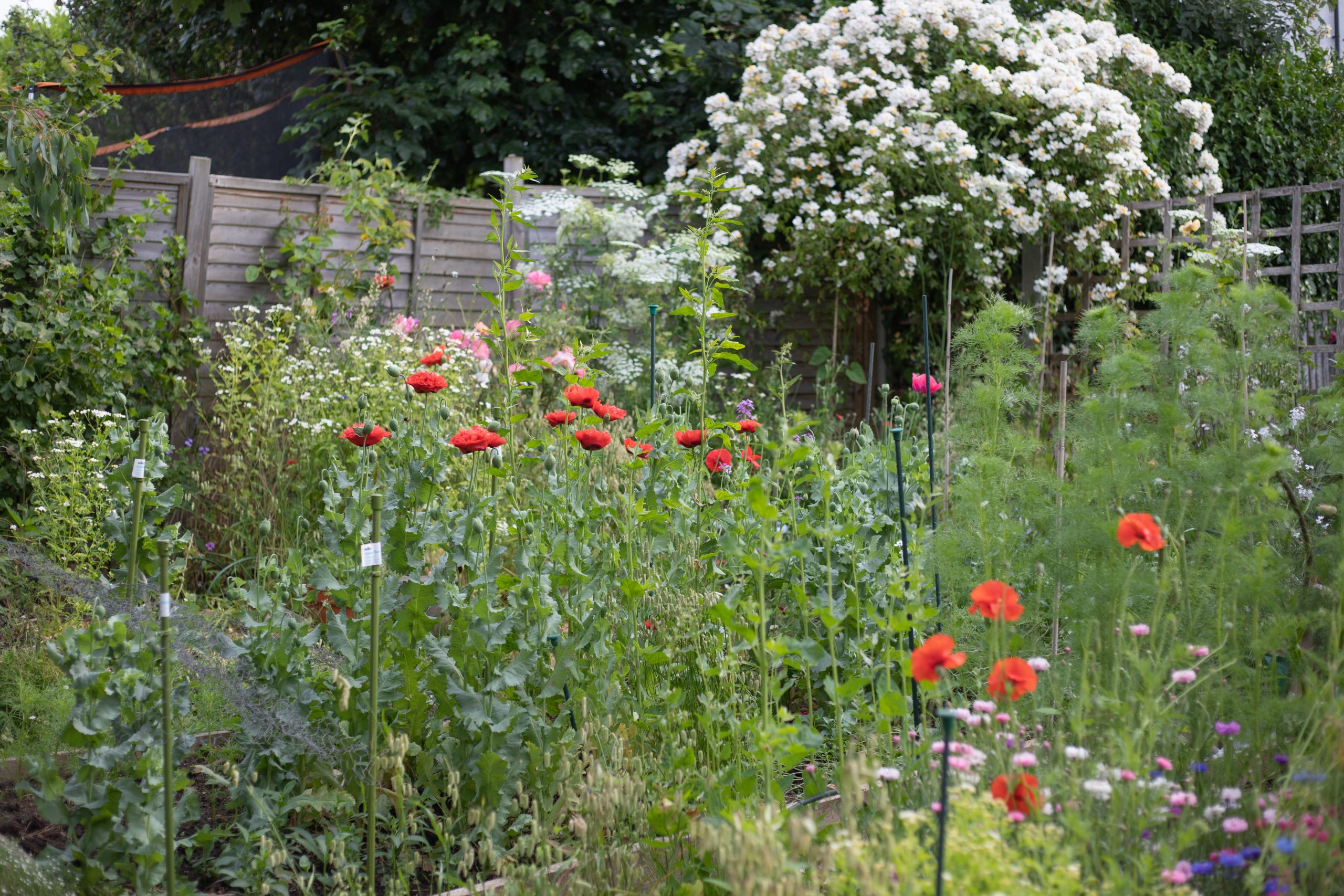 Lotts and Lots | Creating a cut flower garden - Where to begin?